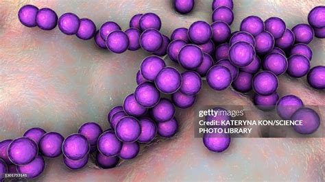 Streptococcus Pyogenes Bacteria Illustration High Res Vector Graphic
