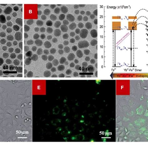 The Contraction Left And Expansion Right Of The Host Lattice Download Scientific Diagram