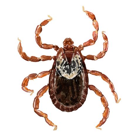 A Complete Guide To Tick Identification And Prevention The New York Times