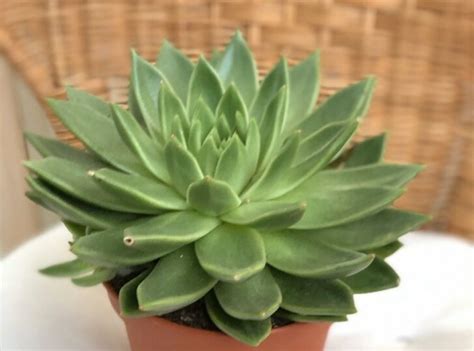 Чому сукуленти ніколи не вийдуть із моди ці різновиди будуть радувати вас щодня Читайте на Ukr Net