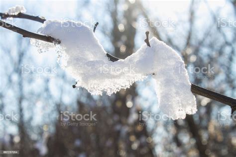 나무의 잔 가지는 흰 서 리와 눈에 겨울 숲의 배경에 눈 덮여 0명에 대한 스톡 사진 및 기타 이미지 0명 12월 1월 Istock
