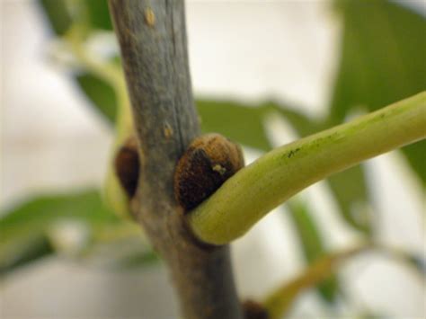 A Tree Grows In Brookline Girls Vs Babes Archives