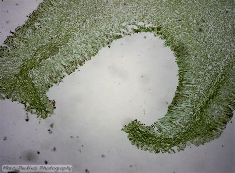 Morchella Under Microscope