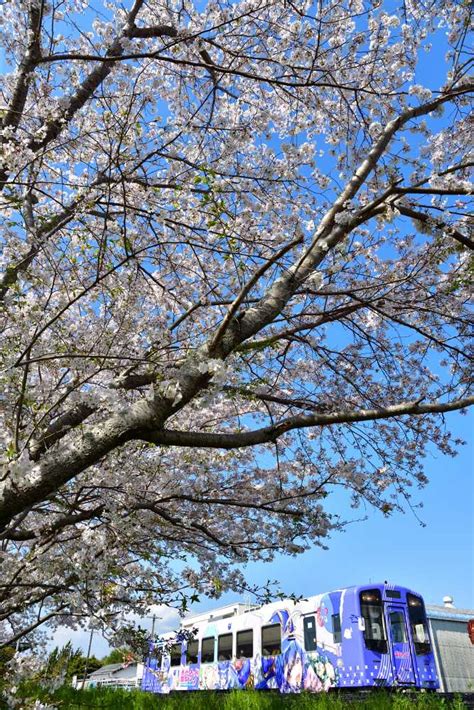 天浜線にサクラサク ⑮ 風をあつめて
