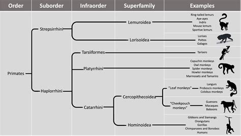 54 Primate Diversity Social Sci Libretexts