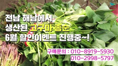 신바람 농자재 협력업체 판매상품 1533 5931 6월 1일부터 가격조정되었습니다 전남 해남에서 생산된 고구마 종순 모종 판매합니다 심는 법 구하기 키우기 심기 살리기