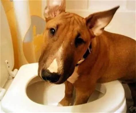 你相信狗狗真的会被尿憋死？ 知乎