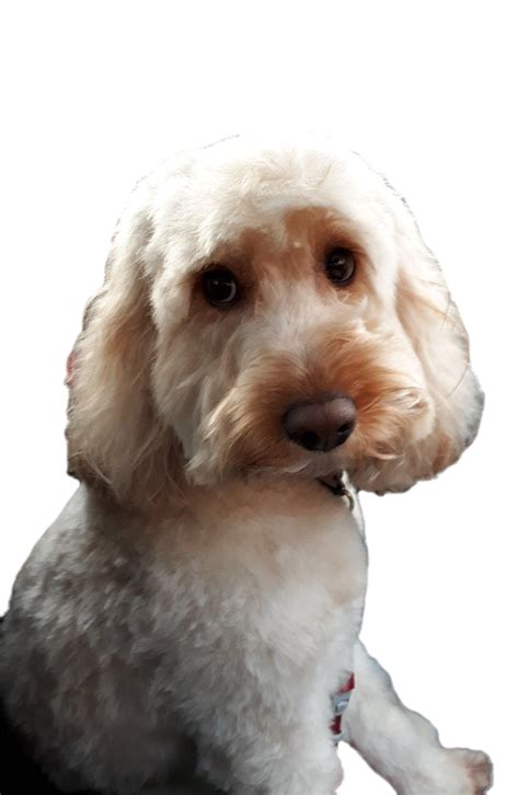 Cockapoo Miniature Poodle Goldendoodle Cavapoo Toy Poodle Agent Jean Png Download 9881515