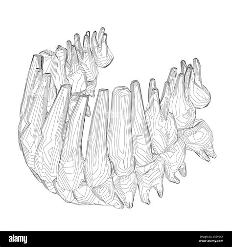 Teeth Contour Hand Drawn Different Types Of Human Tooth Collection