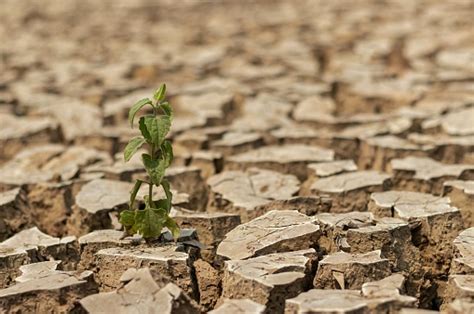 가뭄 땅이나 물이나 비 위기로 인해 갈라진 마른 땅에 있는 식물 텍스트 쓰기를 위한 복사 공간 0명에 대한 스톡 사진 및 기타 이미지 Istock
