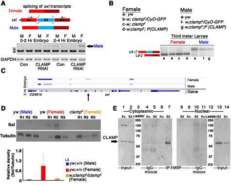 Sex Specific Splicing Occurs Genome Wide During Early Drosophila Embryogenesis Elife