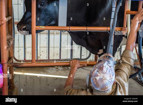 A Worker Of Milking Parlor Using Automatic Milking Machine In The Neudamm Farm Namibia There