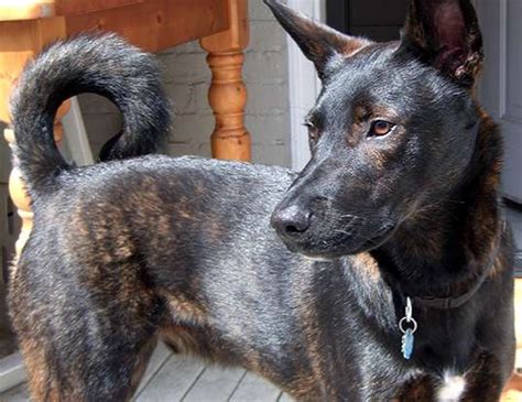 Dutch Shepherd Mix