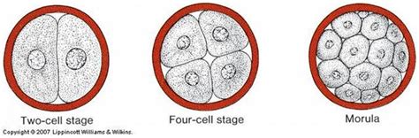 Katy Miser Fetal Development Timeline Timetoast Timelines