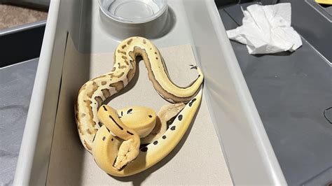 Request To Add A New Gene Pale Grey Blood Python Done Genetics
