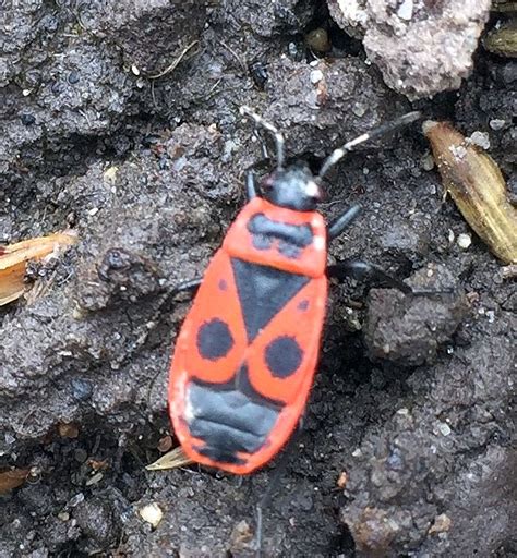 Firebug Pest Control Canada Firebug Pest Control Canada