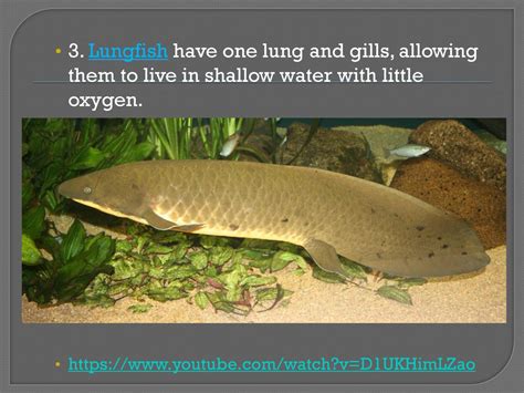 Ch14 Fish Amphibians Reptiles Ppt Download