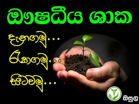 ඔසුල ඖෂධීය ශාක දැනගමු රැකගමු සිටවමු🌱🌱🌱 🌿අප සැවොම තමා ජීවත් වන