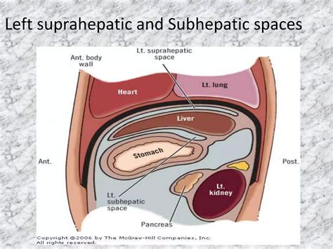 Surgical Anatomy Of Hepatobiliary System By Biswajit Deka Pptx