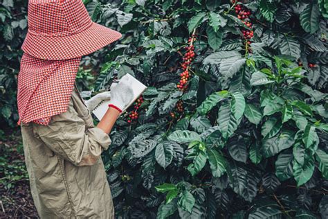 노트북을 들고 커피 나무 가까이 서 있는 여자 커피에 대 한 학습 메모장에 대한 스톡 사진 및 기타 이미지 메모장 커피 플랜테이션 Istock
