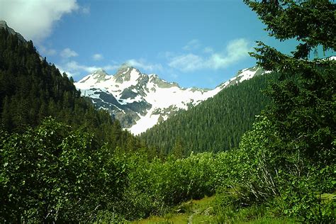Olympia Preventative Tree Care Warning Signs