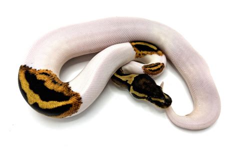 Gcr Axanthic Pieds Royal Constrictor Designs