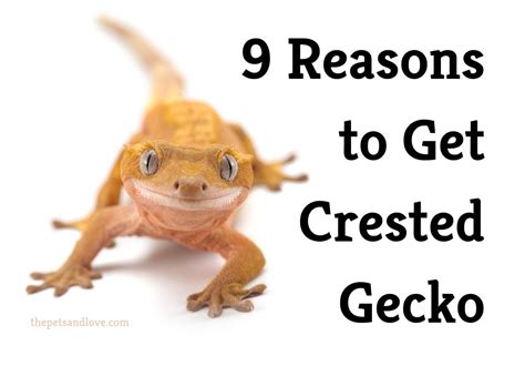 Are Crested Geckos Good Pets