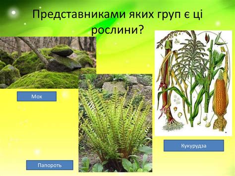 Біологічний диктант Порівняння будови мохів папоротей та покритонасінних квіткових рослин