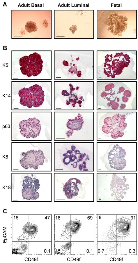 Morphology And Cellular Composition Of Structures Generated In D Download Scientific Diagram