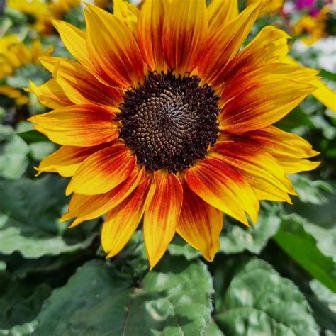 Helianthus Hybrid Sol Seeker™ Bronze Burst Romence Gardens