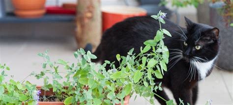 The Benefits Of Catnip For Cats And How To Grow It Yourself Petplace
