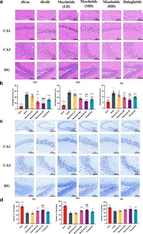 Mazdutide A Dual Agonist Targeting Glp 1r And Gcgr Mitigates Diabetes