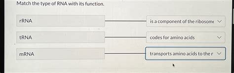 Solved Match The Type Of RNA With Its Function Is A Chegg Com