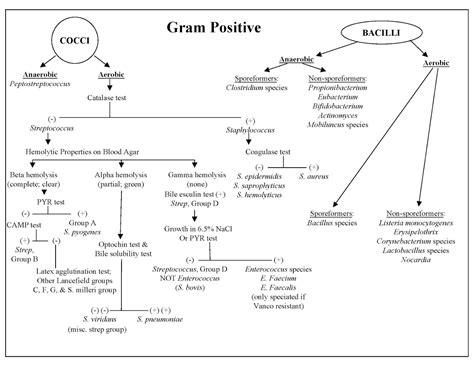 Schematic Diagram For The Identification Of Gram Positive Ba