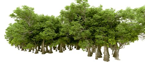 Trees Background Pngs For Free Download