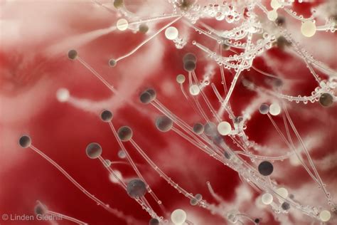 Stackshot Macro Rail Package