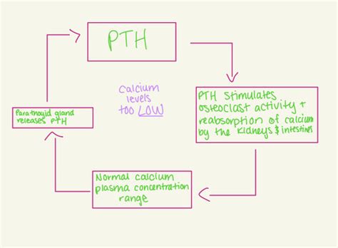 Pnb 2264 Exam 2 Flashcards Quizlet