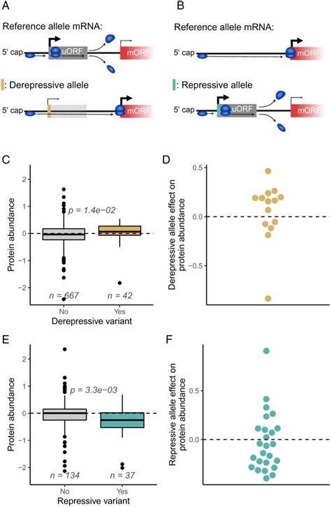 Variation In Upstream Open Reading Frames Contributes To Allelic Diversity In Maize Protein