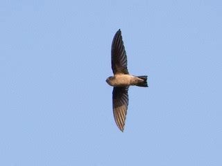 Mossy Nest Swiftlet EBird