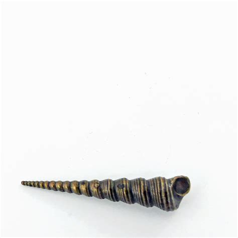 Bonsai Shell Cone David Meredith Sculpture Cone