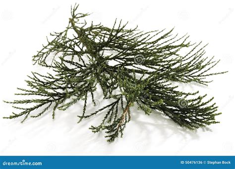 Branch Of Sequoia Tree Sequoioideae Close Up Stock Photo Image Of