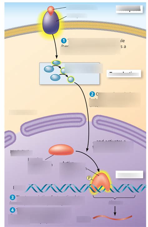Cell Signaling Diagram Quizlet