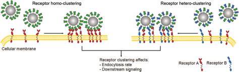 Nanoparticle Mediated Receptor Clustering Affects Endocytosis And