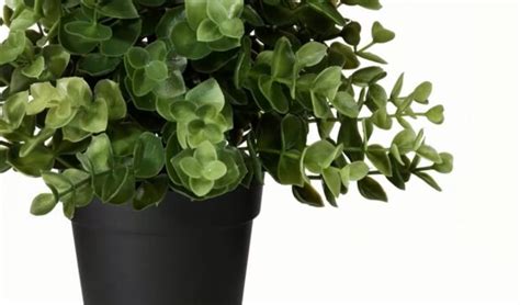 Які кімнатні рослини категорично не можна тримати вдома Читайте на Ukr Net