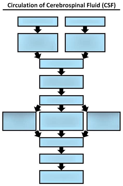 Circulation Of CSF Diagram Quizlet