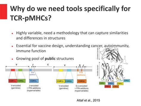 Stacei A Tool For Structural Analysis Of Tcrpeptide Mhc Interactions Ppt