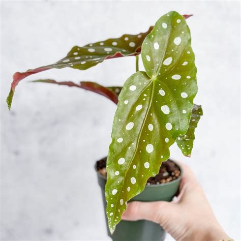 Begonia Maculata Wightii Polka Dot Begonia 4 5 Inch Northern Ridge Nursery