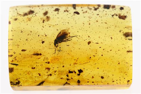 Fossil True Bug Heteroptera In Baltic Amber 288593 For Sale