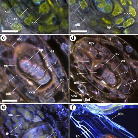 Embryogenesis Of Liparis Viridiflora A Two Celled Embryo Cf B