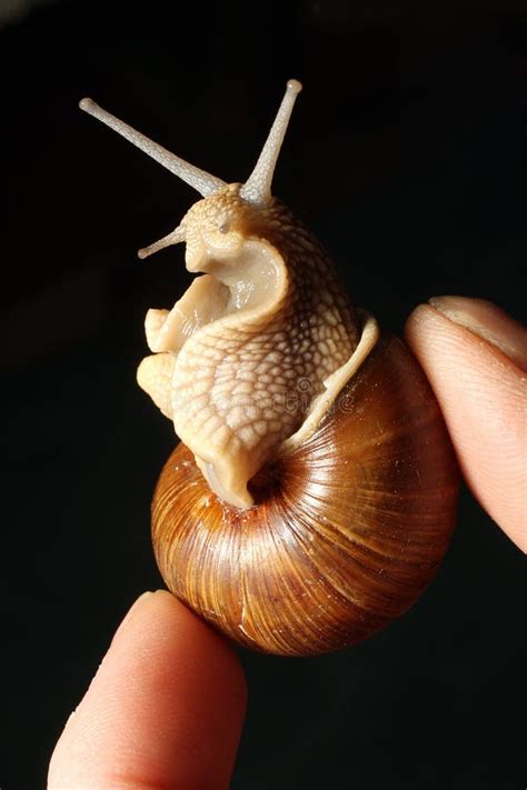 Escargot Hermaphrodite à Un Jardin Photo Stock Image Du Details